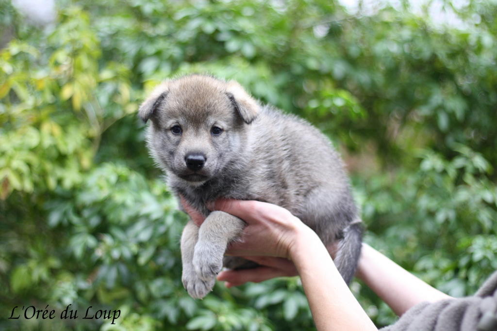 chien-loup-tchecoslovaque-chiots-29j-4 | L'Orée du Loup